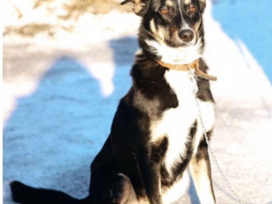 Нужен дом красавцу Ричику