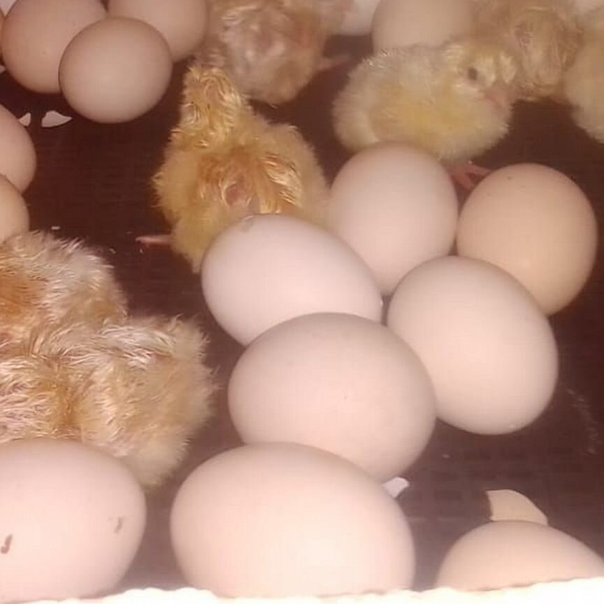 Продам инкубатор