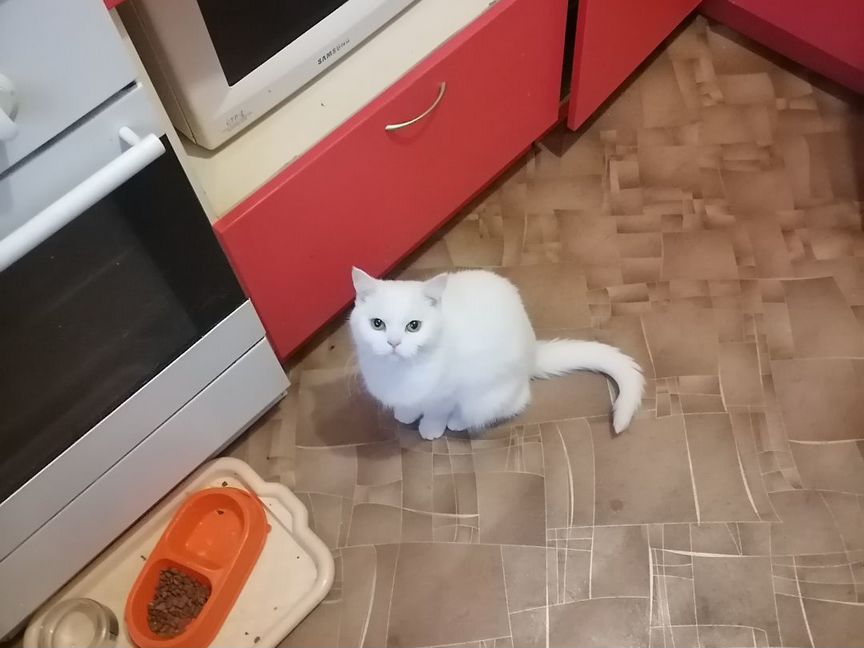 Британские котята