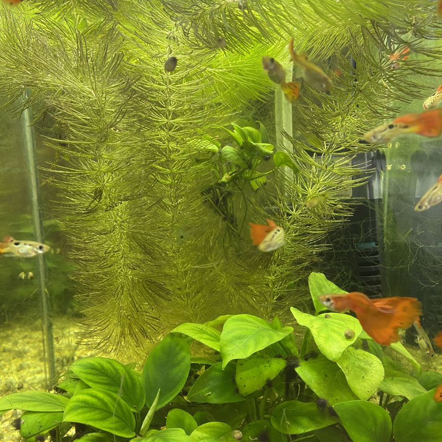 Гуппи Московская краснохвостая