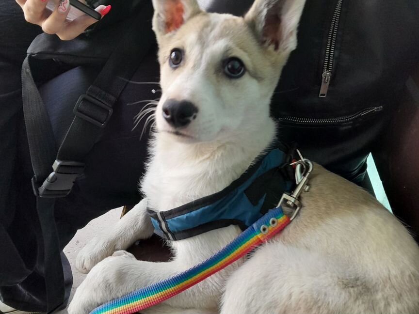 Щенок(кобель)