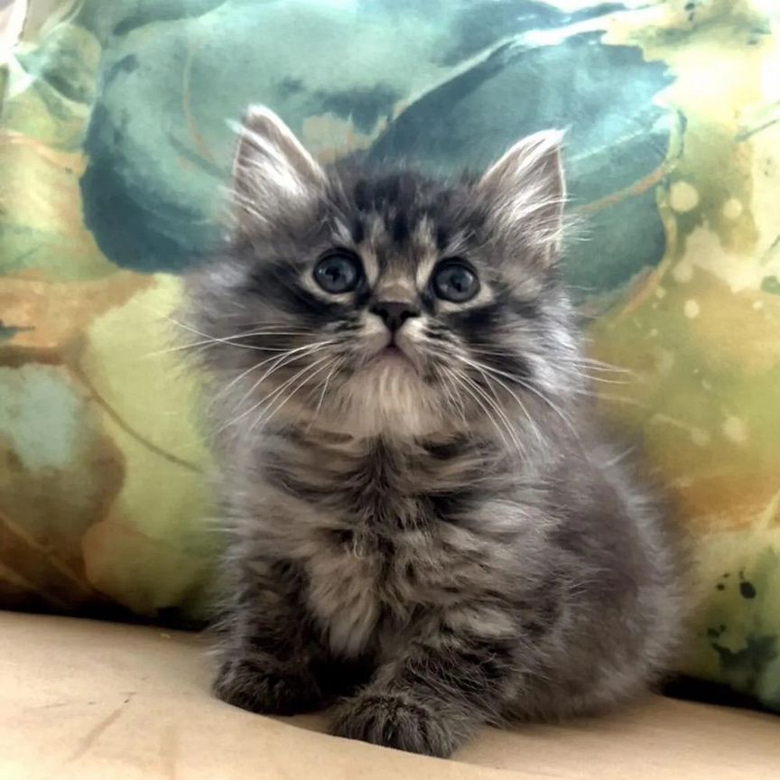 Сибирский котёнок