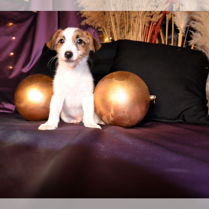 Джек-рассел-терьер, щенок