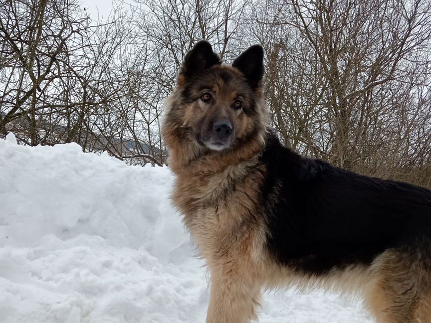 Собака Бетти