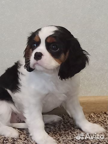 Малышка Кавалер кинг чарльз спаниель