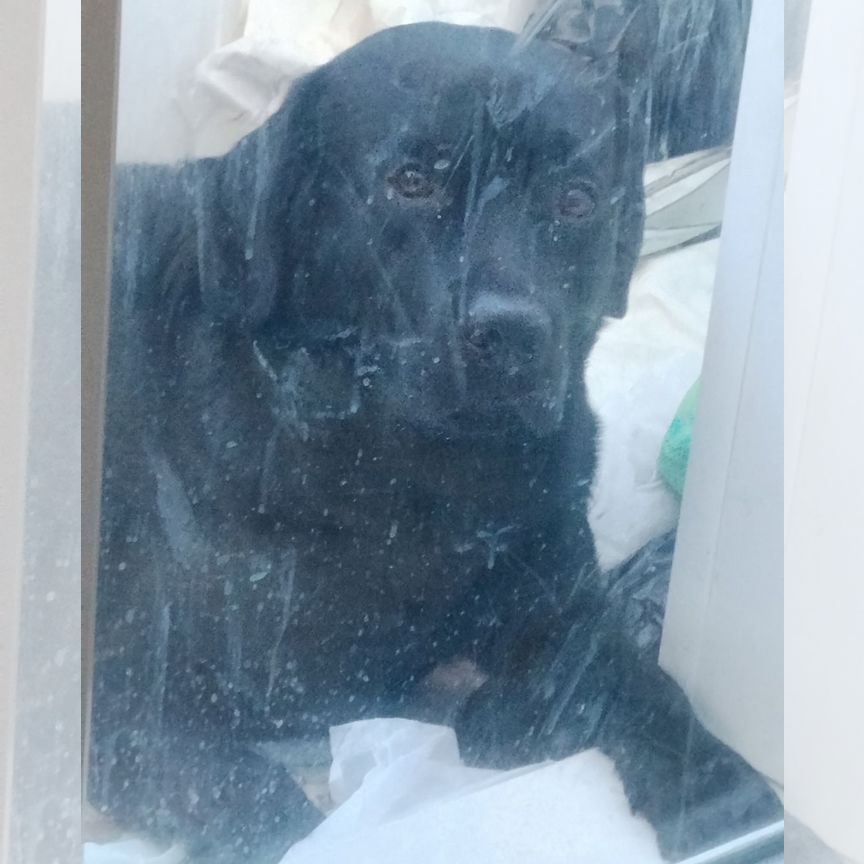 Лабрадор-ретривер, взрослый пёс