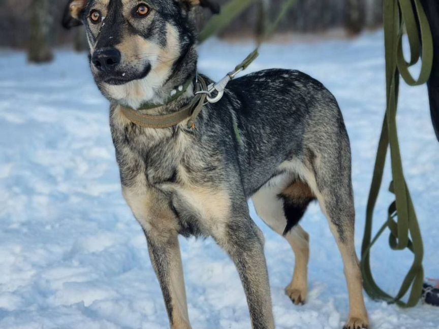 Собака из приюта в добрые руки