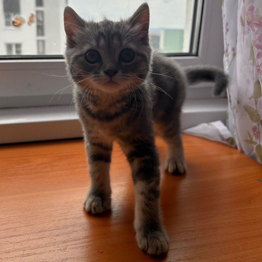 Шотландский прямоухий короткошёрстный котёнок