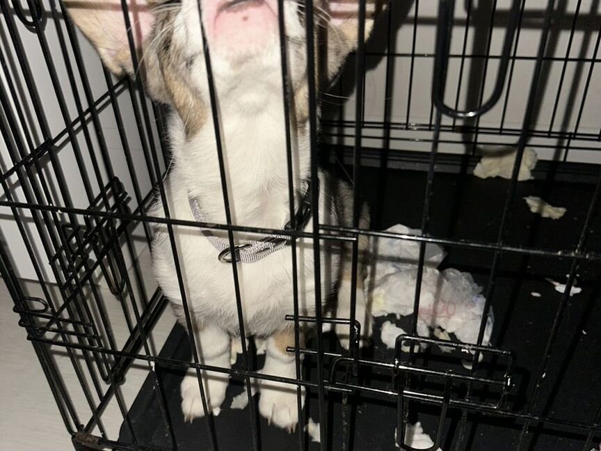 Вельш-корги кардиган