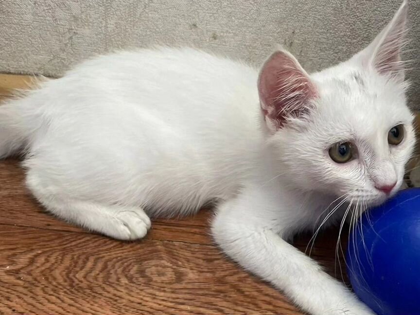 Белый котенок девочка