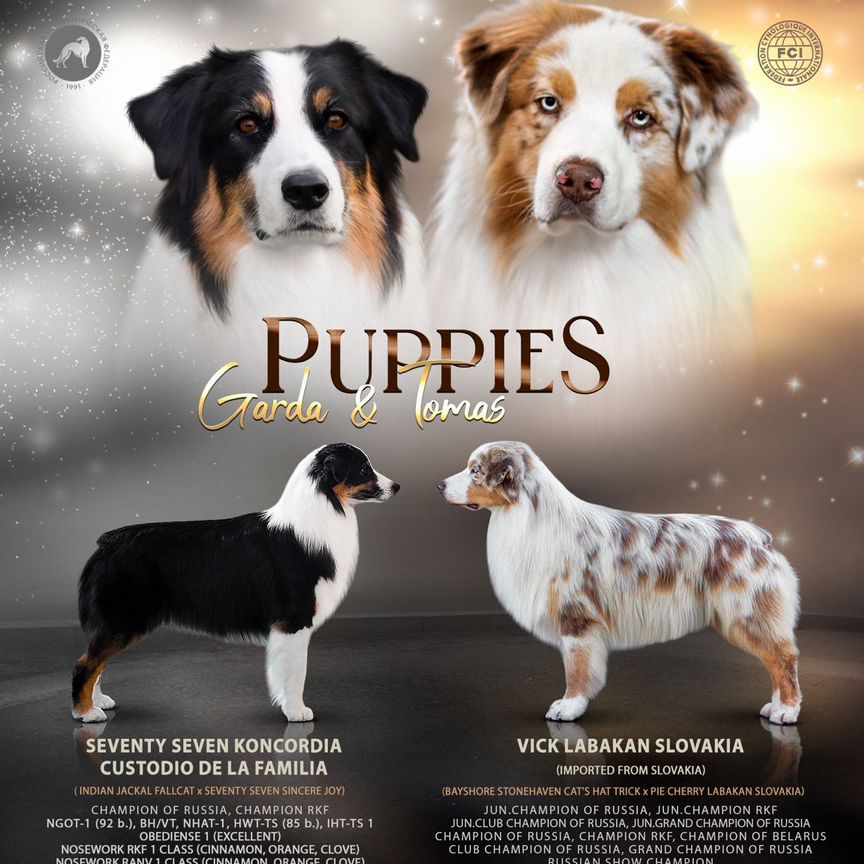 Австралийская овчарка