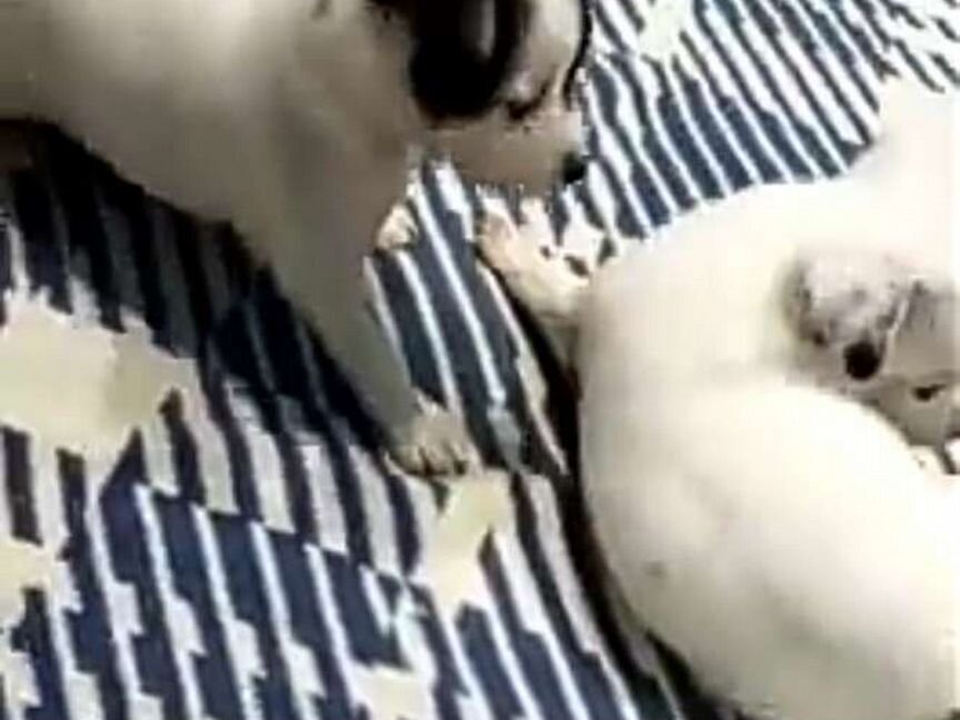 Чихуахуа, тойтерьеры, карликовые пинчеры Доставка