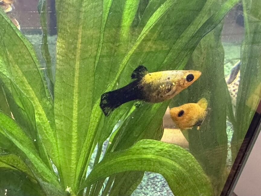 Маллонезии