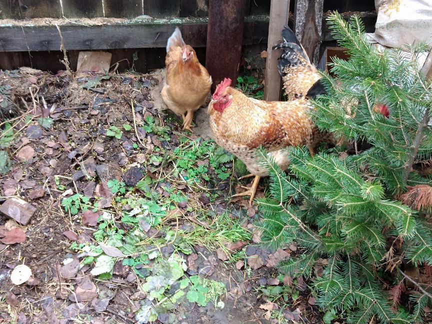 Петух