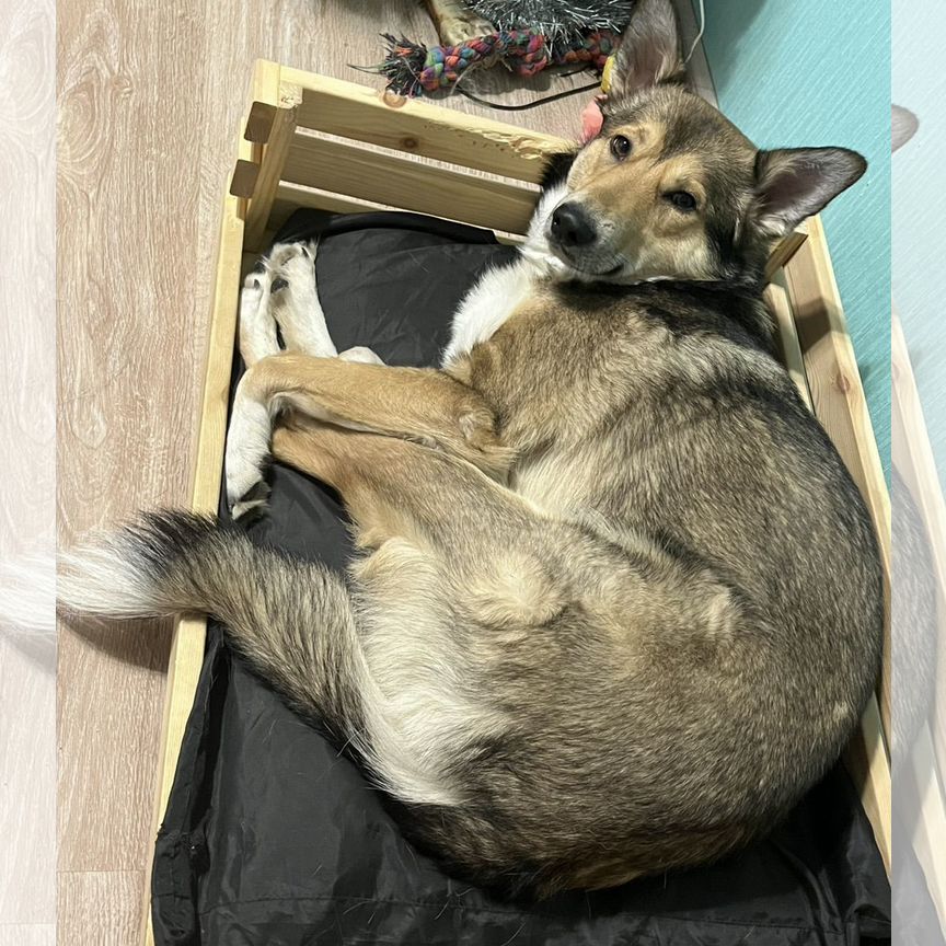 Собака в добрые руки
