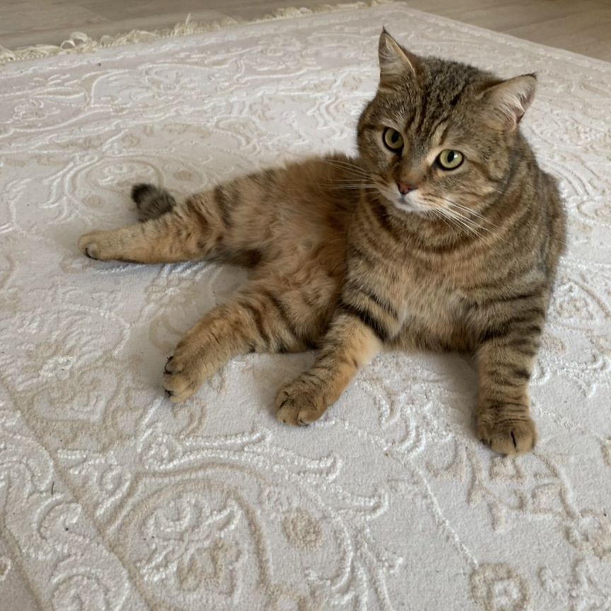 Кот в добрые руки