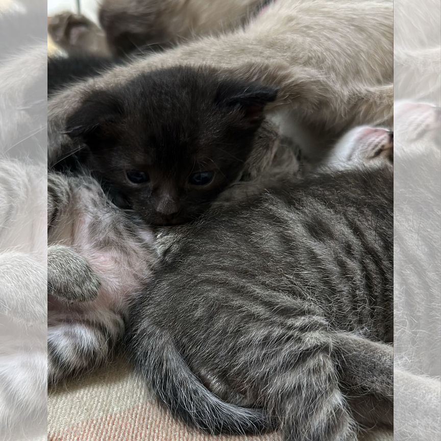 Котята в добрые руки шатландские