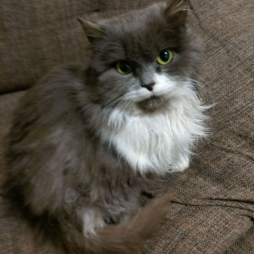 Котенок девочка в добрые руки от домашней кошки