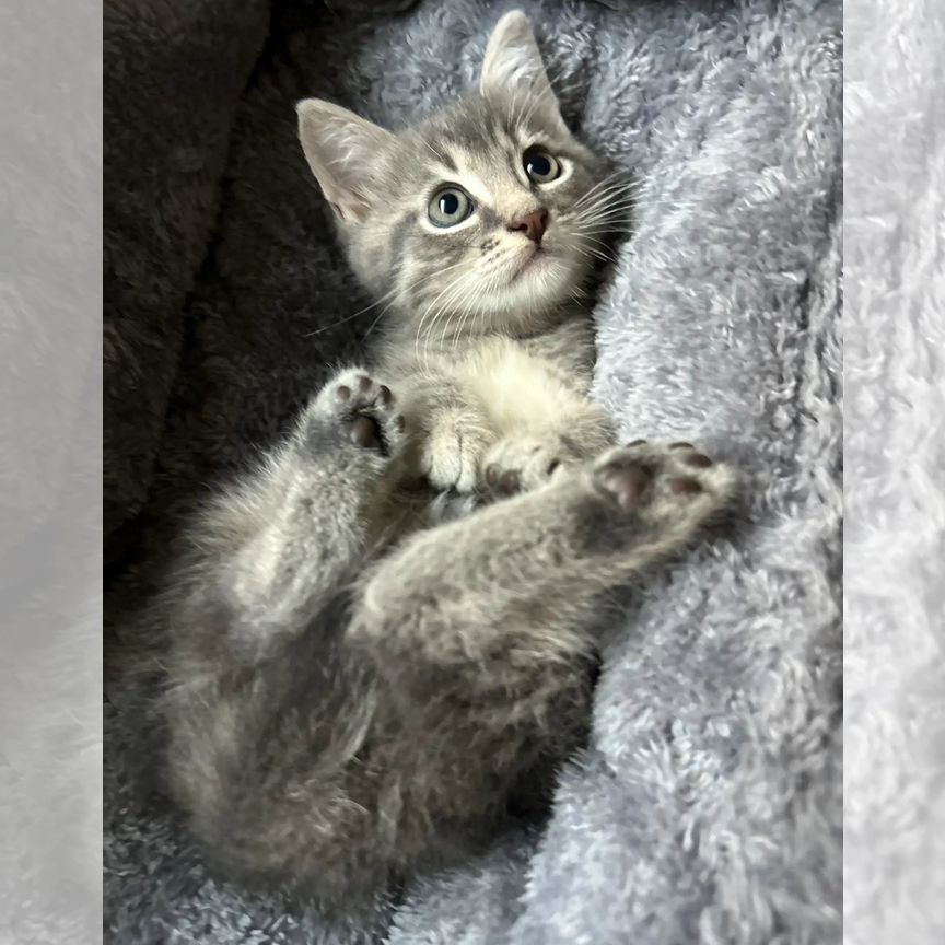 Котёнок в добрые руки