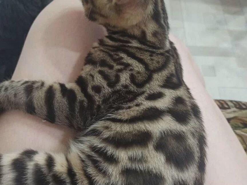 Бенгальские котята