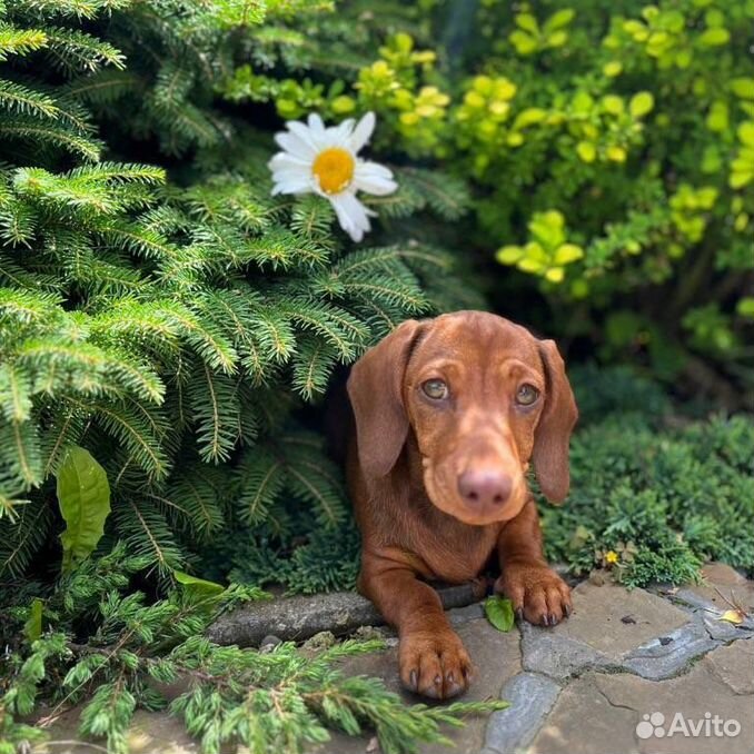 Щенки гладкошерстной миниатюрной Таксы