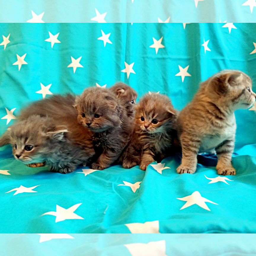 Шотландские котята