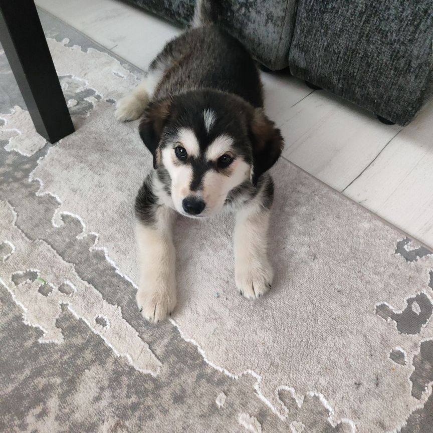 Щенок в добрые руки