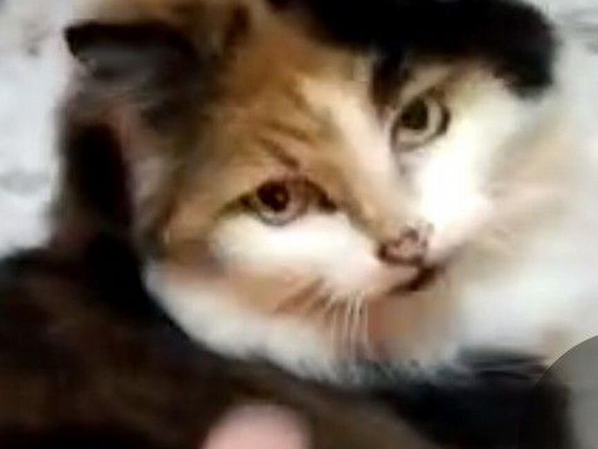 Красивейшая,бывшедом.кошечка выживает у своего дом