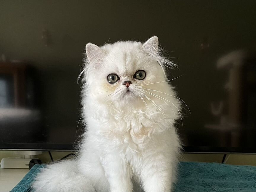 Персидский породистый котенок шиншилла