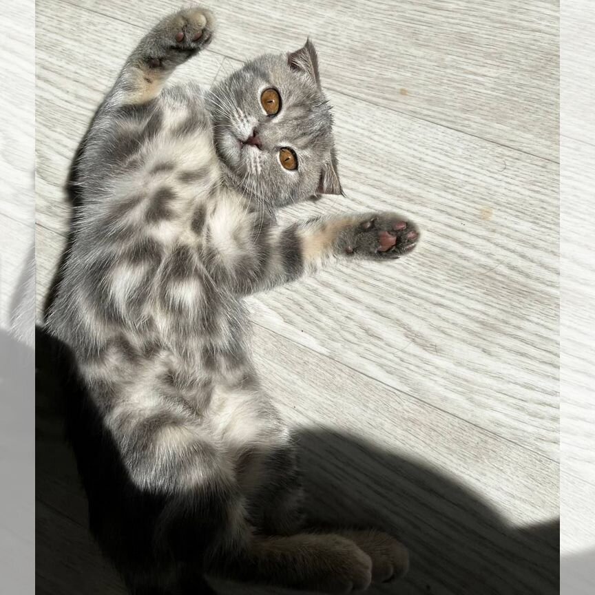 Шотландский вислоухий котенок 5 мес