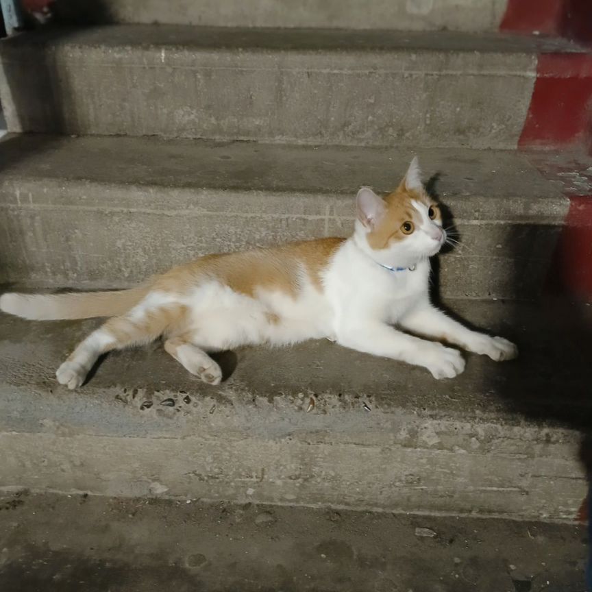 Котики бесплатно в добрые руки