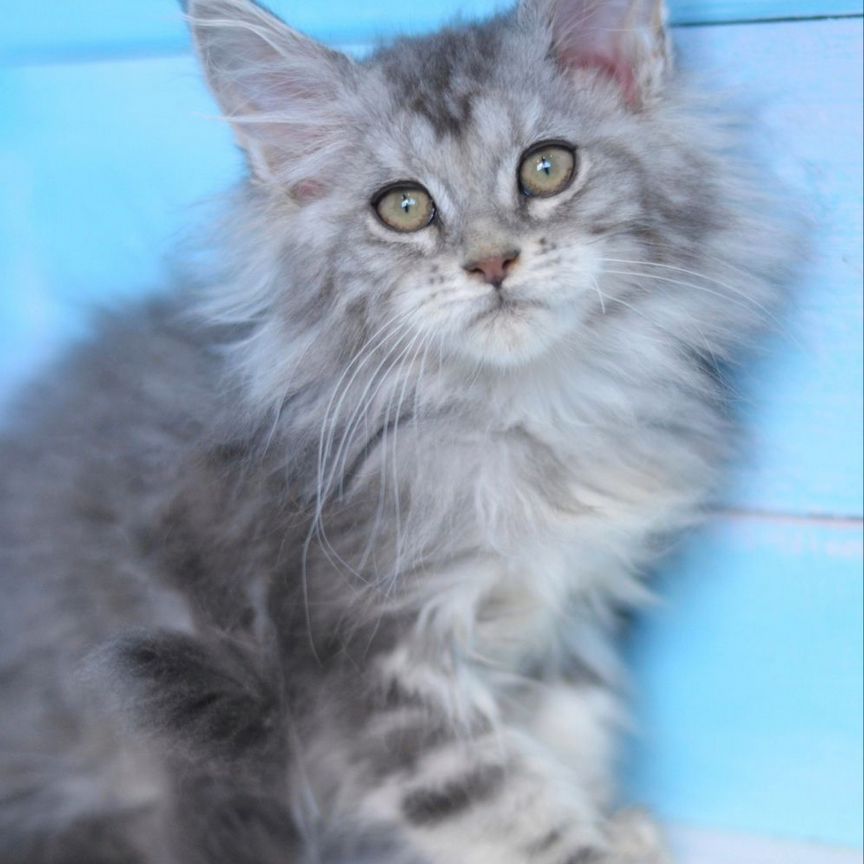 Мейн-кун Малышка серебро