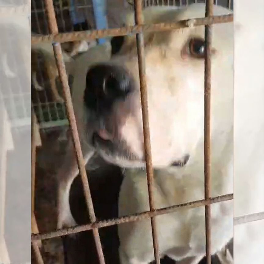 Аргентинский дог, взрослая собака