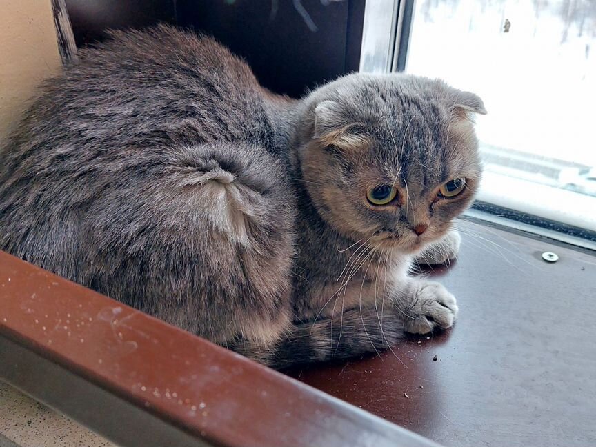 Кошечка ищет передержку