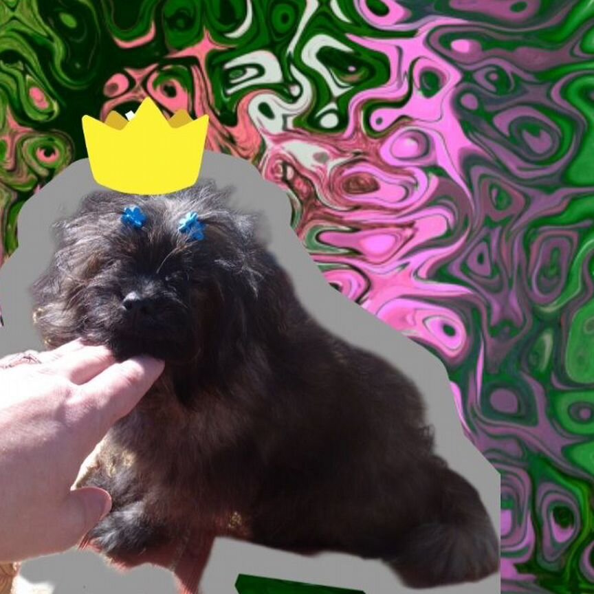 Мальтипу мальчик красавчик