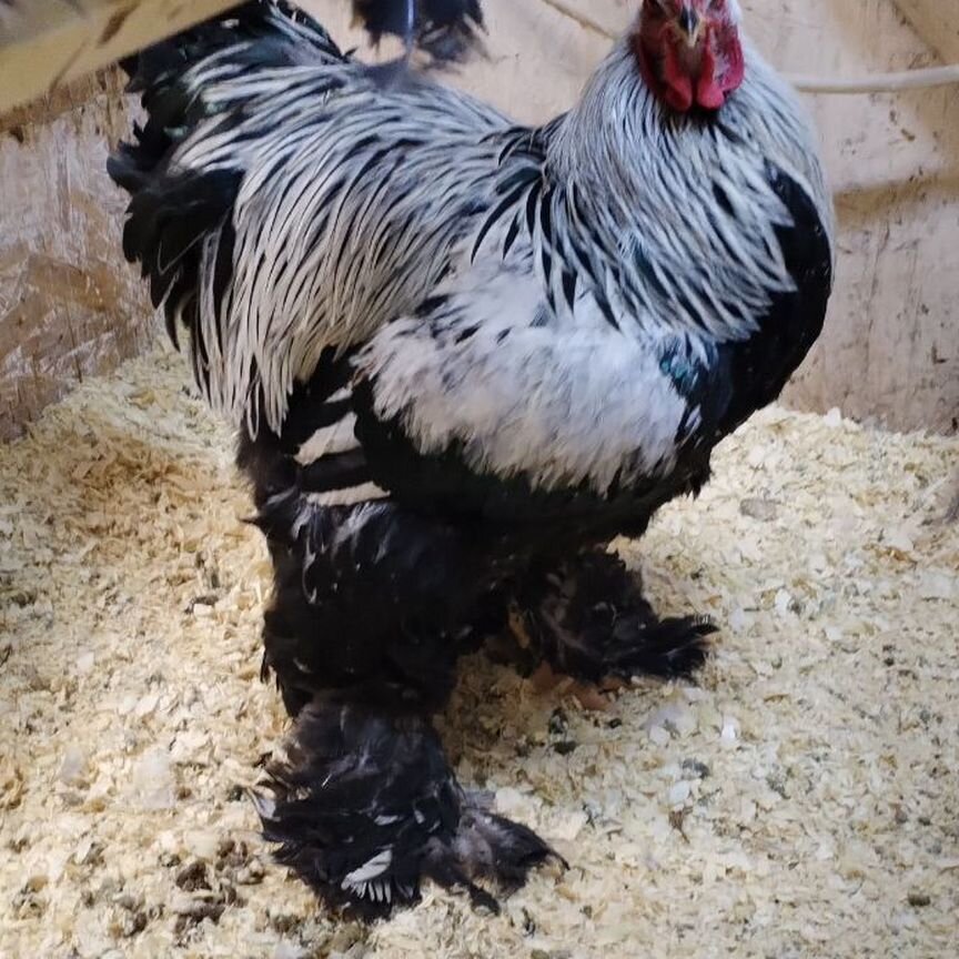 Брама темная