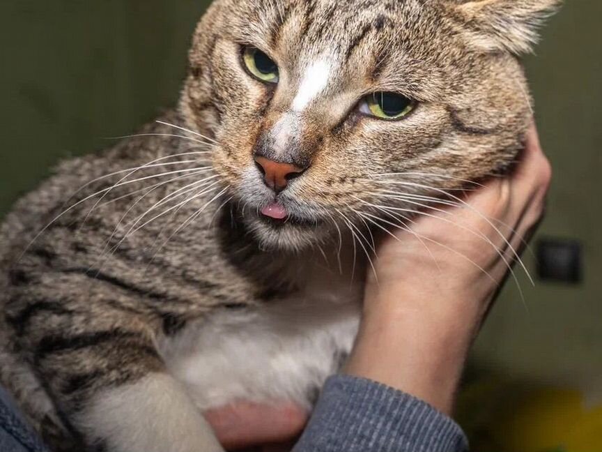 Мудрый кот