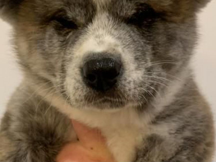 Щенки акита ину