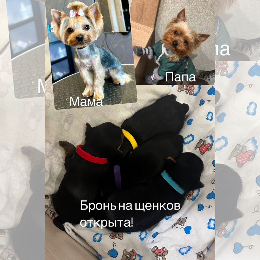 Йоркширский терьер щенки