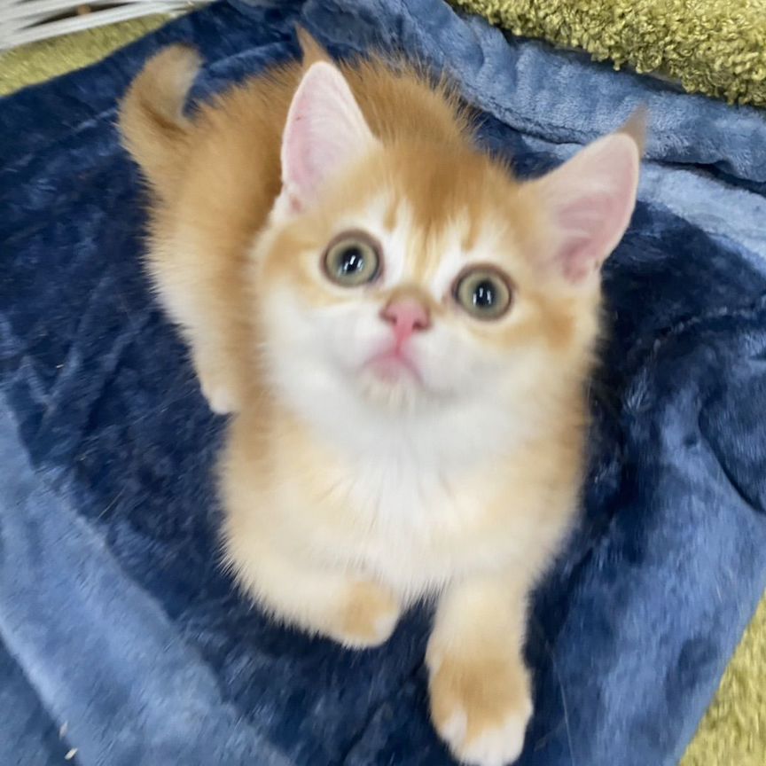 Шотландские золотые шиншиллы котята