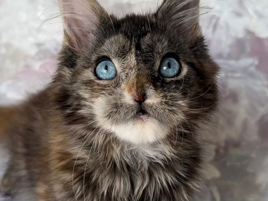 Мейн-кун девочка