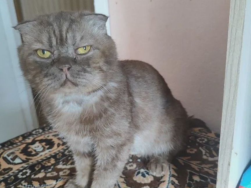 Шотландца выкинули