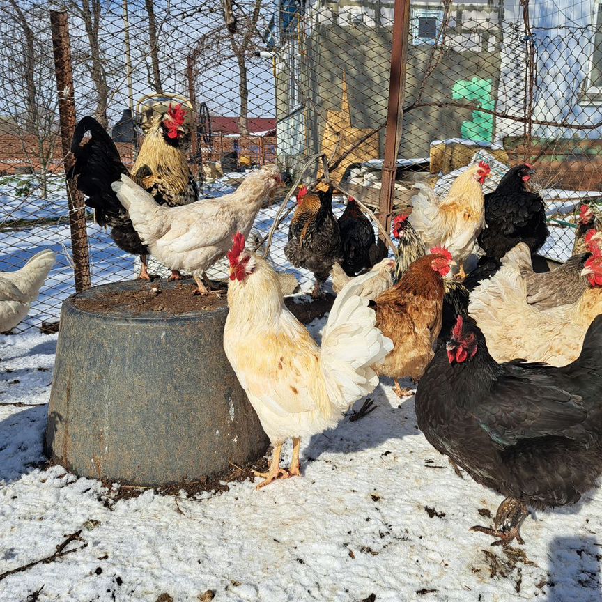 Молодые петухи