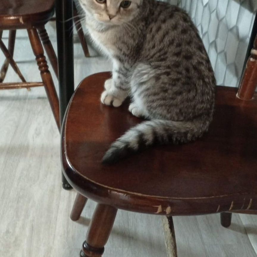 Британские котята