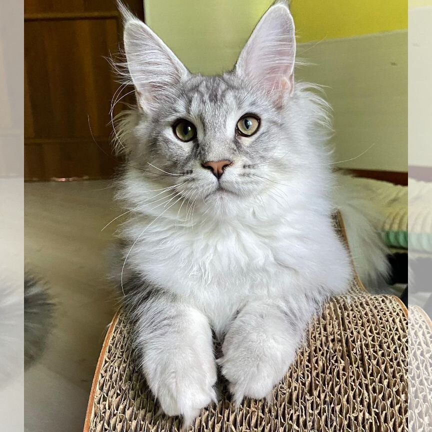 Мейн-кун котёнок