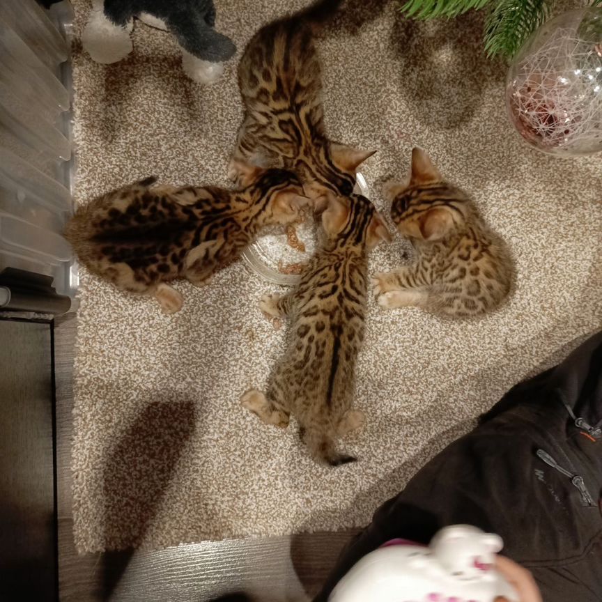 Котята Бенгалы