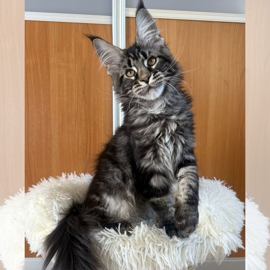 Мейн-кун котёнок