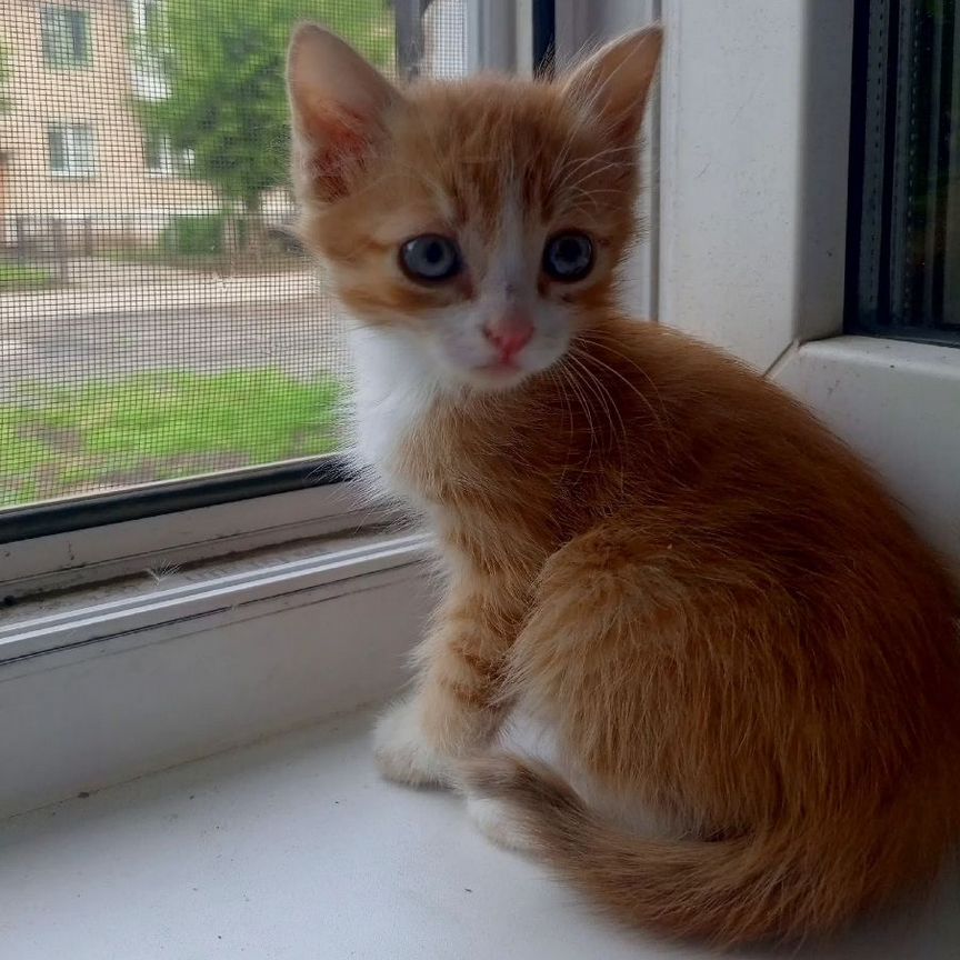 Котёнок в добрые руки