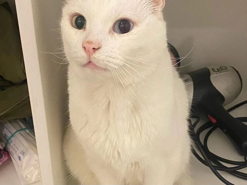 Коты бесплатно в добрые руки