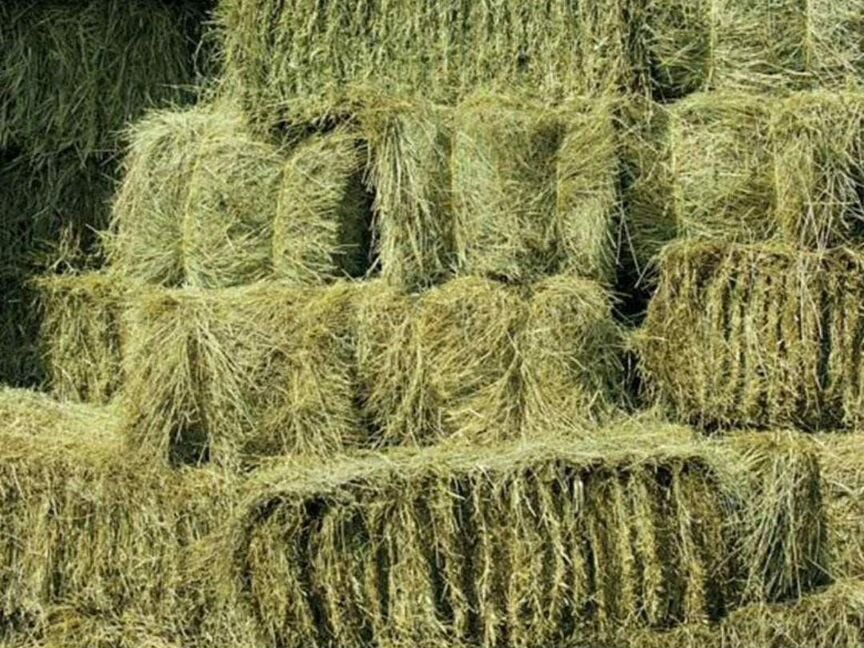 Сено в брикетах предзаказ 2024